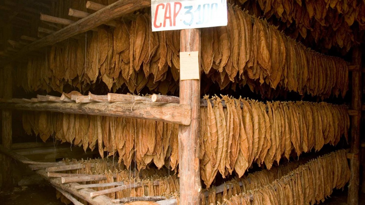 Everything You Need to Know about Cigar Shapes, Sizes & Colours – If ...